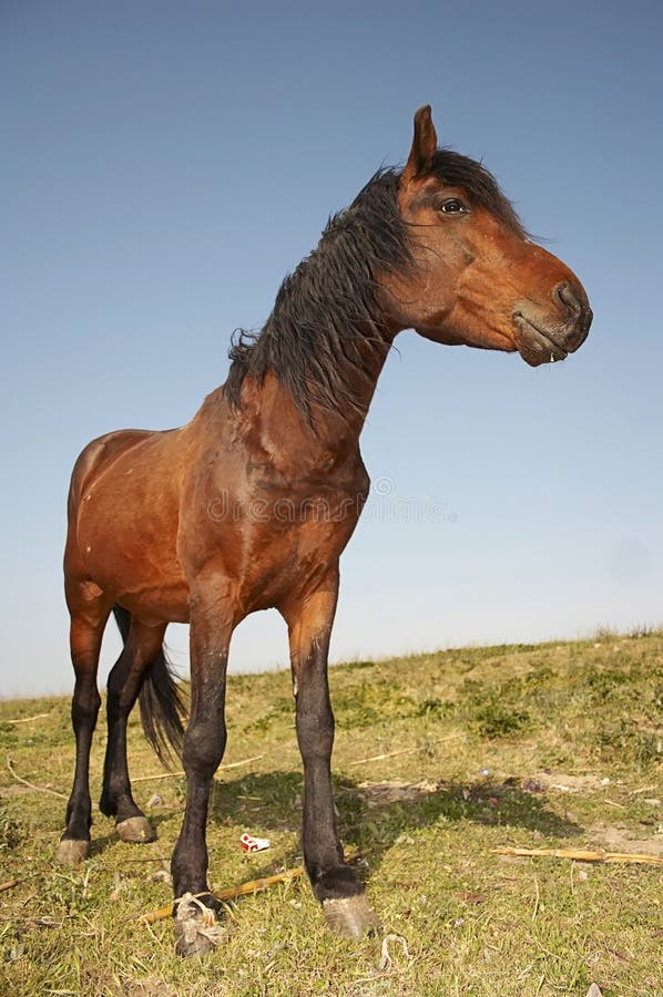 Horse Free Stock Photos & Pictures, Horse Royalty-Free and Public ...