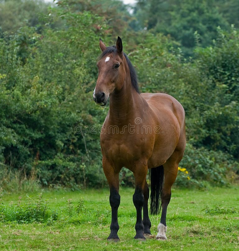 838,355 Naying Horse Stock Photos - Free & Royalty-Free Stock Photos ...