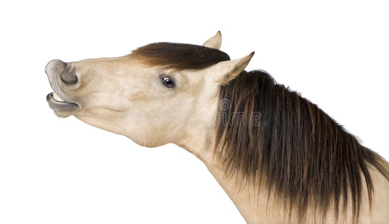 584 Thoroughbred Horse Front View Stock Photos - Free & Royalty-Free ...
