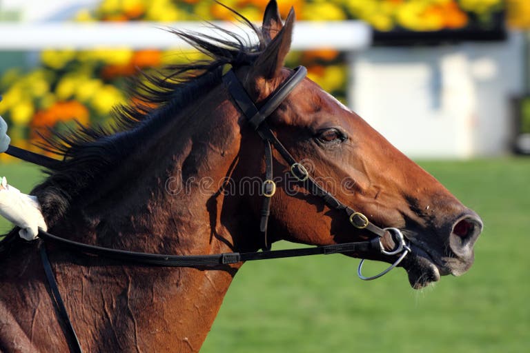 11,733 Picture Karumata Horse Stock Photos - Free & Royalty-Free Stock ...