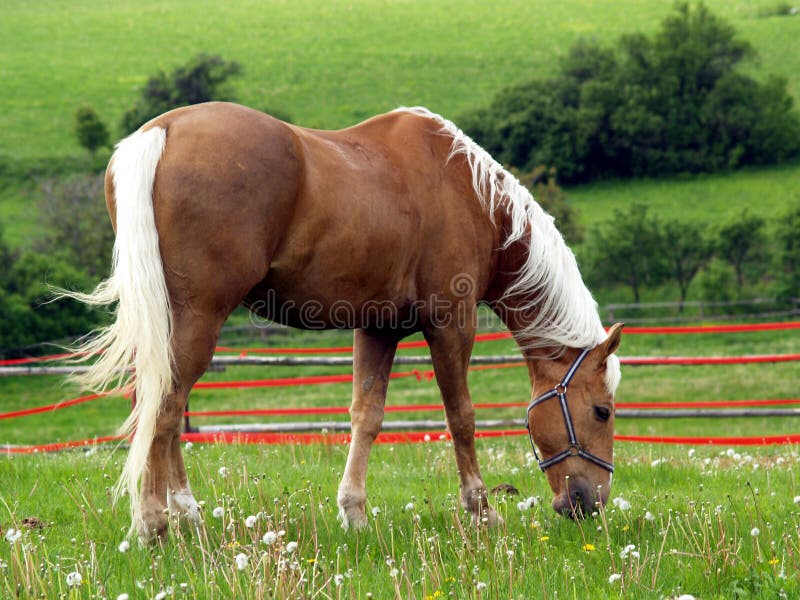 Horse stock image. Image of stallion, horseback, crest - 799605