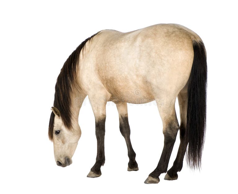 584 Thoroughbred Horse Front View Stock Photos - Free & Royalty-Free ...