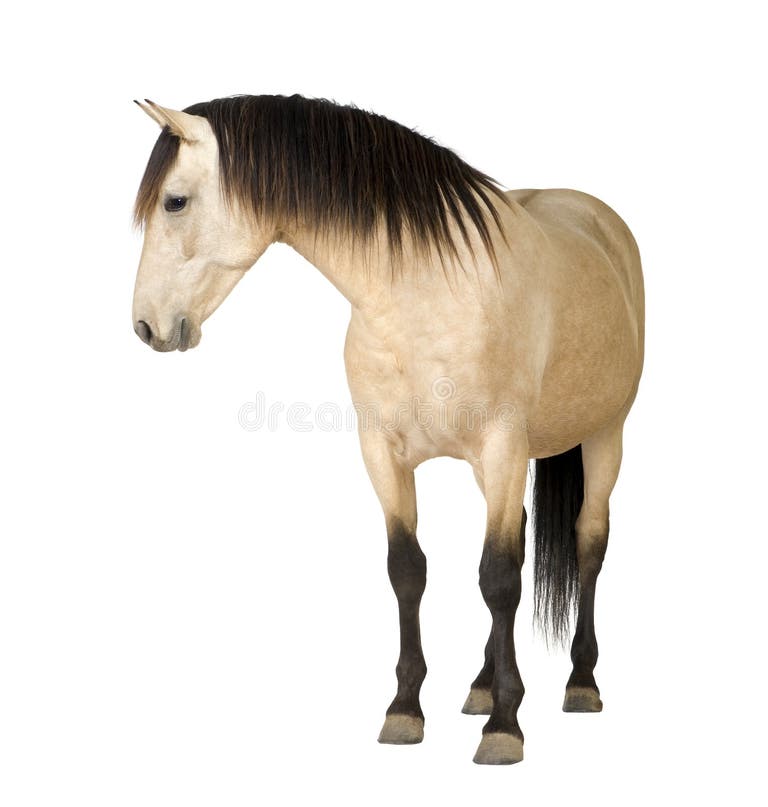 584 Thoroughbred Horse Front View Stock Photos - Free & Royalty-Free ...