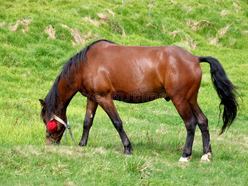 Horse stock image. Image of green, grass, foal, tame, brown - 9634429