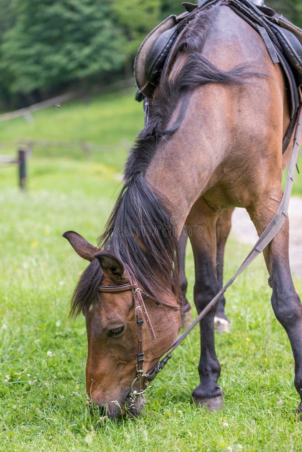 Horse - Adorable Animal. Concept of Connection with Nature Stock Photo ...