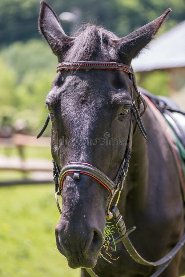 Horse - Adorable Animal. Concept of Connection with Nature Stock Image ...