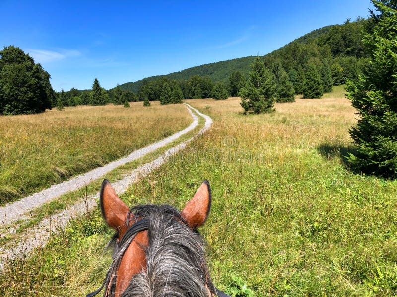 Horse riding in nature stock photo. Image of riding - 173375992