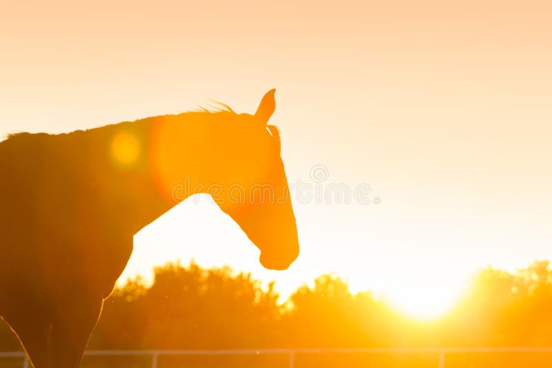 Horse against sunset sky stock image. Image of head, field - 54560209