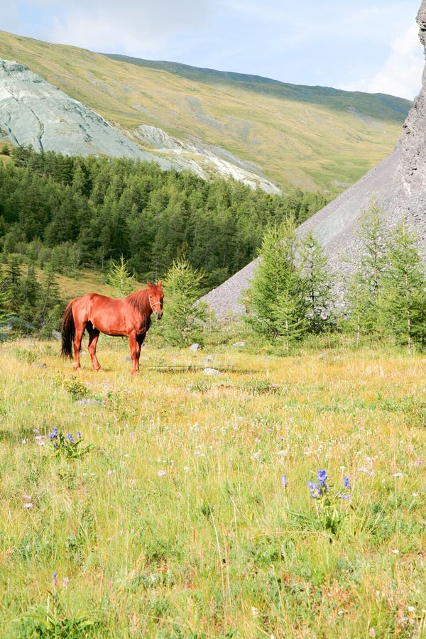 Horse in the Altai Mountains Stock Image - Image of farmland ...