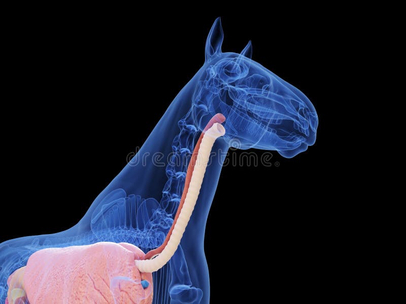 The horse anatomy stock illustration. Illustration of colon - 146236003
