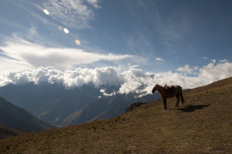 Horse on Andes Mountains Peru in Cloud Territory High Altitude Mountain ...