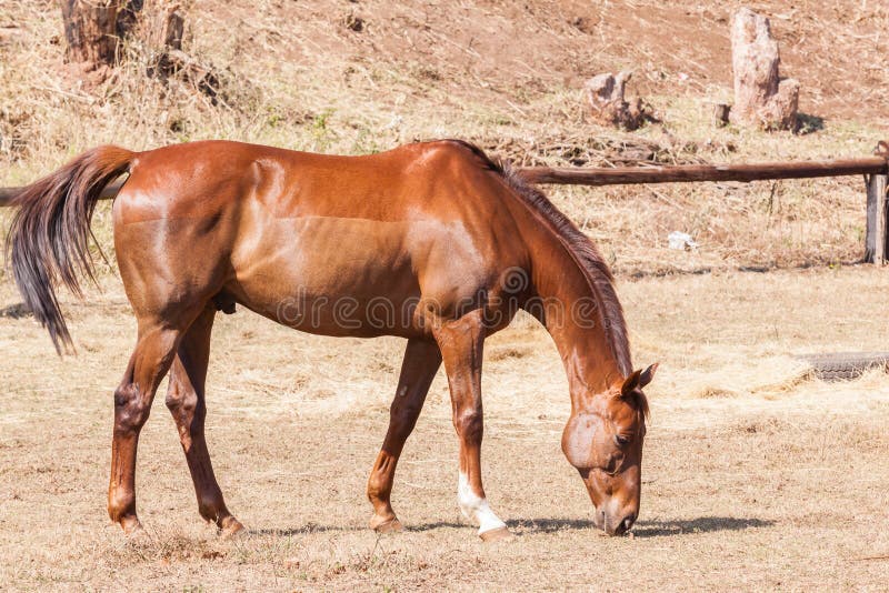 Horse Animal Chestnut stock photo. Image of horse, breeds - 44492570