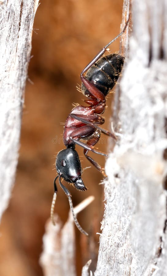 Horse Ant on Wood. Extreme Close-up. Stock Image - Image of black ...