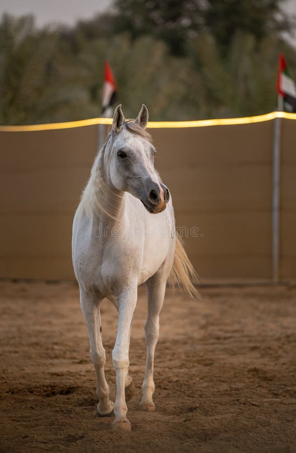 Horse arabian in dubai stock image. Image of pasture - 238224021