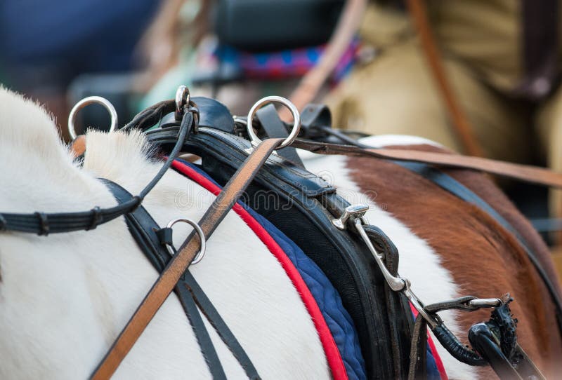 Horse Back with Reins in Carriage Stock Image - Image of animal ...