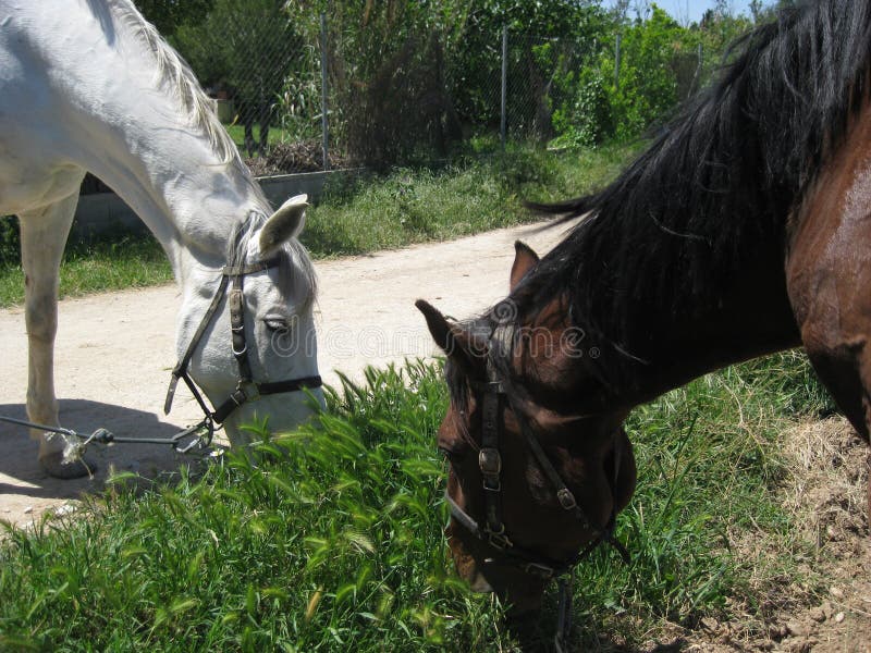 Horse back stock photo. Image of eats, horse, animal - 74971186