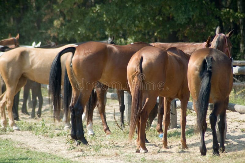 Horse Backs Picture. Image: 6456226