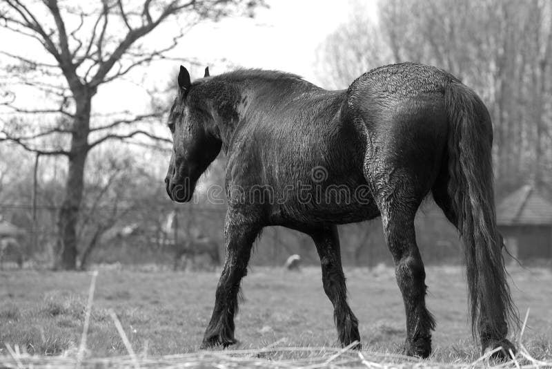 Horse backside stock photo. Image of farmland, horses - 30433258