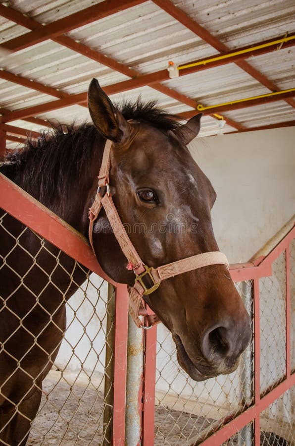 Horse in barn behind cage stock image. Image of bridle - 55317983