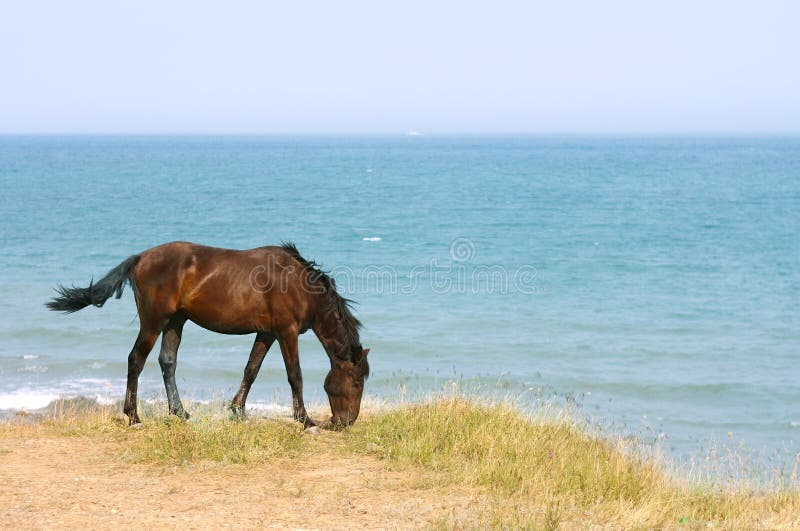 Wild horse-tarpan stock photo. Image of horse, animals - 3595392