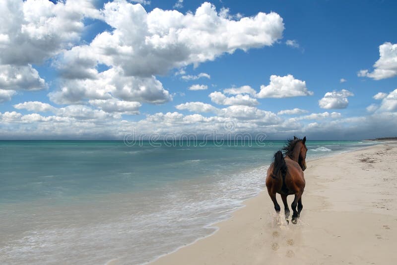 Horse on beach stock image. Image of galloping, ocean - 12104817