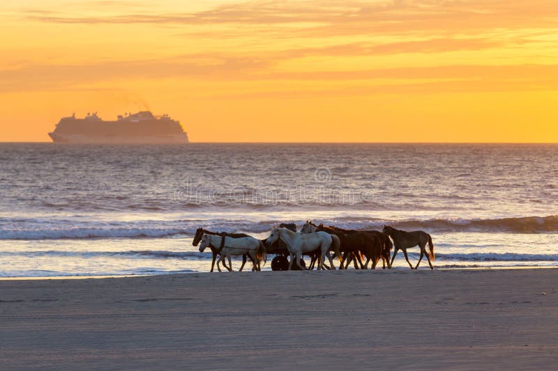 Horse on the beach stock image. Image of horses, herd - 274026769