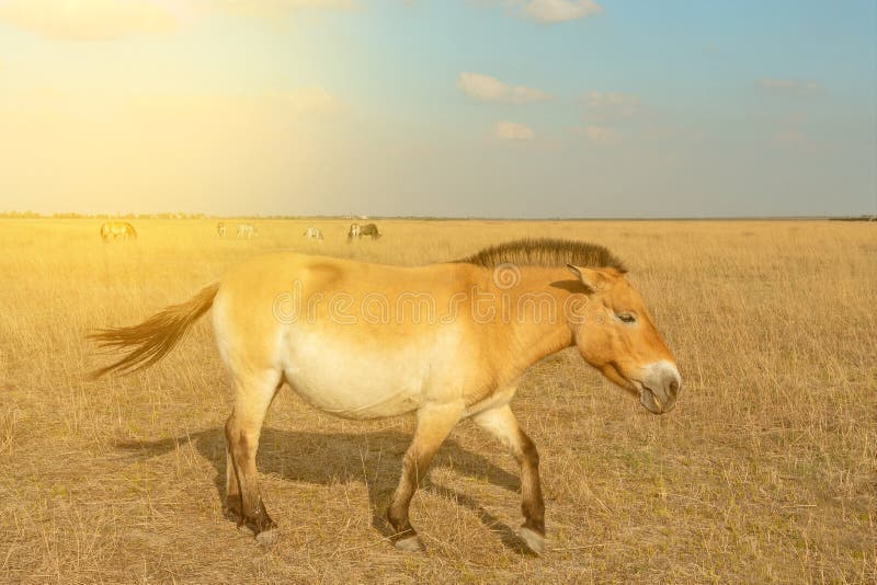 Horse Beautiful Animal Going in Steppe, Przewalski`s Horse Stock Photo ...