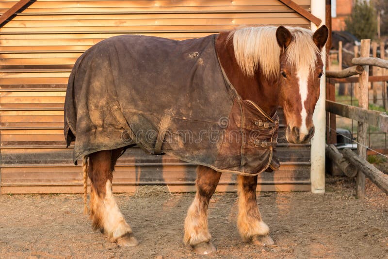 Horse stock image. Image of equitation, leisure, animal - 89710091