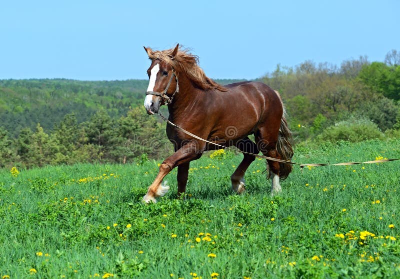 Horse stock image. Image of colt, animal, pets, pasture - 56273657
