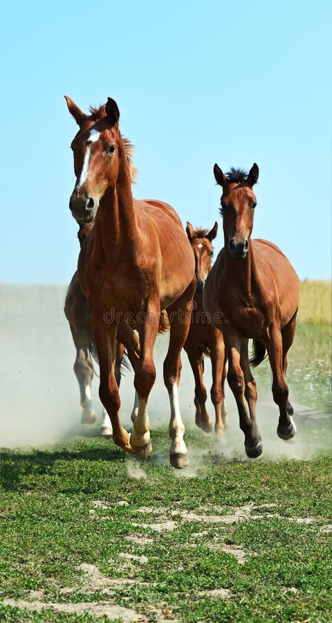 Horse stock image. Image of mammals, pastures, horse - 57453085