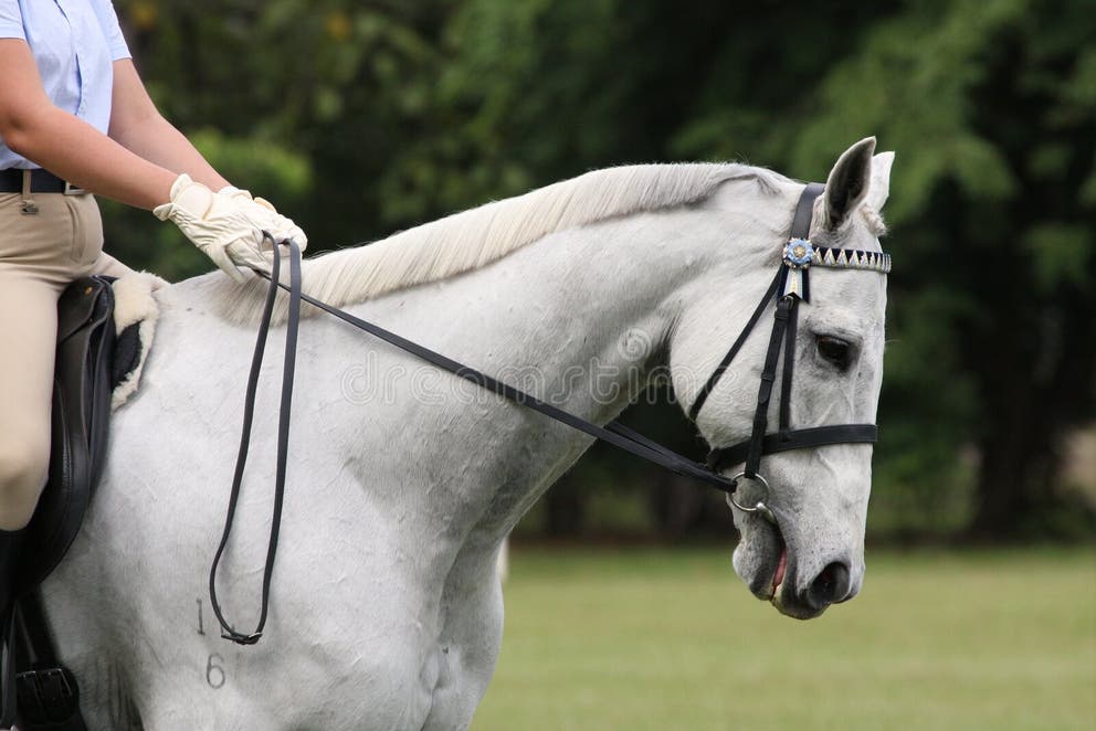 Horse being ridden stock photo. Image of outdoor, equestrian - 101795126