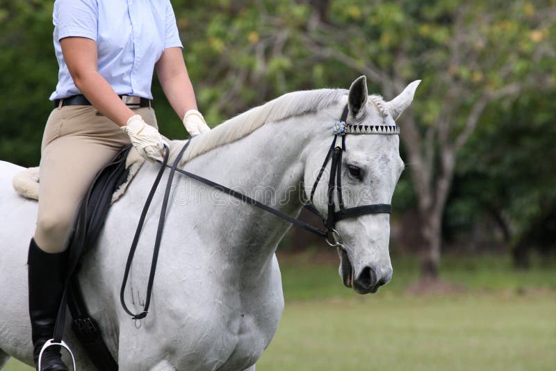Horse being ridden stock photo. Image of cowgirl, horses - 101812546