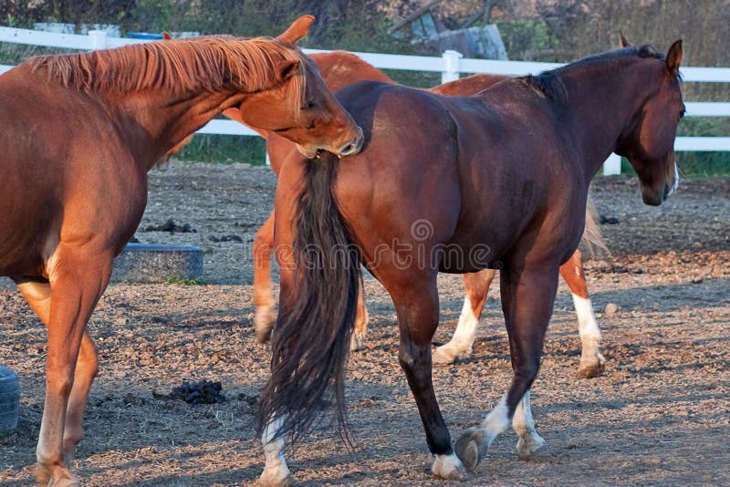 Horse Bite stock image. Image of horses, cute, nature - 78031643