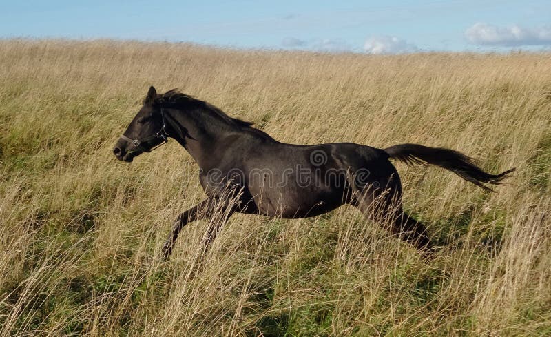 Draft Horse Rearing Isolated on Black Stock Photo - Image of jump ...