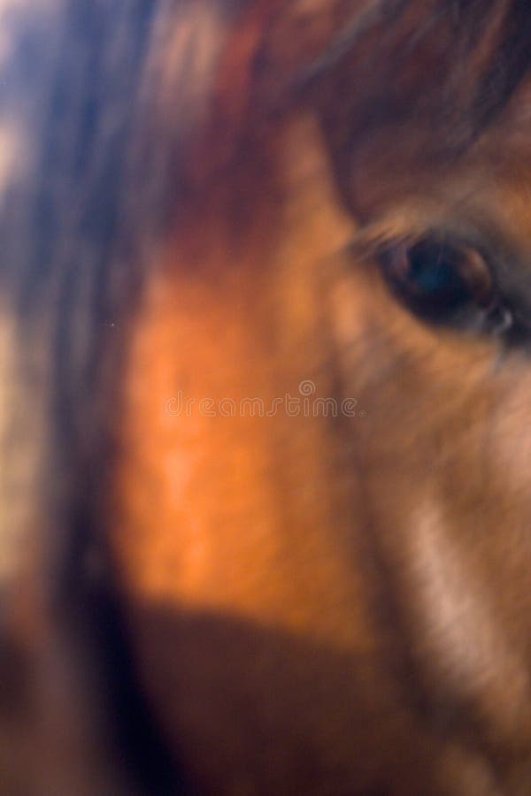 299 Scared Horse Stock Photos - Free & Royalty-Free Stock Photos from ...