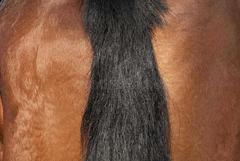Horse: a braid tail stock image. Image of mammal, white - 95450213