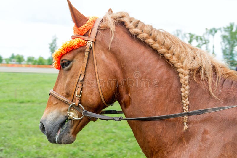 Braided Horse Mane With Red Bows Stock Photo - Image of farm, horse ...