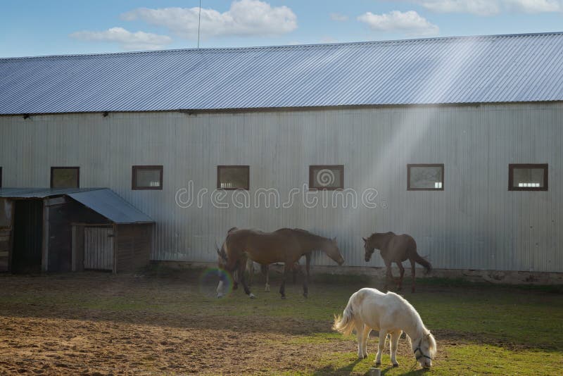 Horse breeding farm stock photo. Image of herd, equine - 240164642