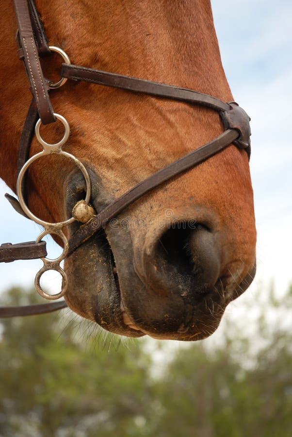 Thoroughbred Head in Bridle Stock Image - Image of horse, bridle: 2270595