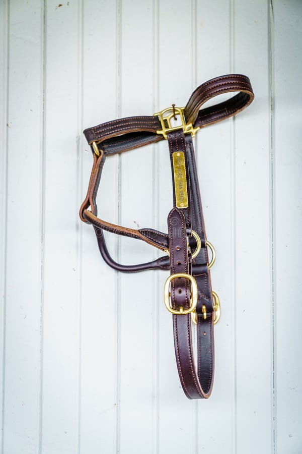 Horse bridle stock photo. Image of kentucky, harness - 258067402