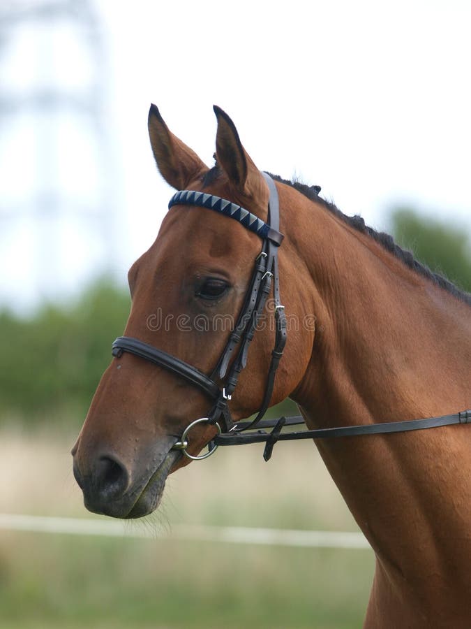 Horse in Bridle Headshot stock image. Image of bridle - 154068219