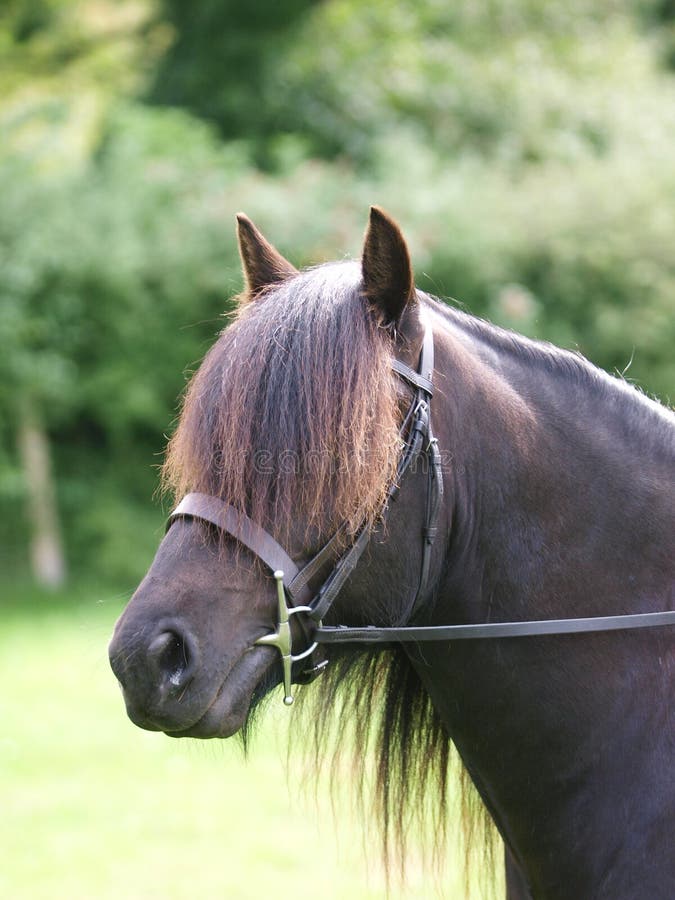 Horse in Bridle Headshot stock photo. Image of ears, riding - 36780984