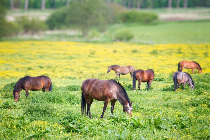 Horse stock photo. Image of springtime, mammal, green - 60967966