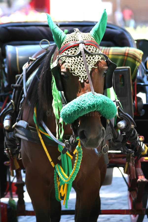 Horse And Buggy Picture. Image: 7849876