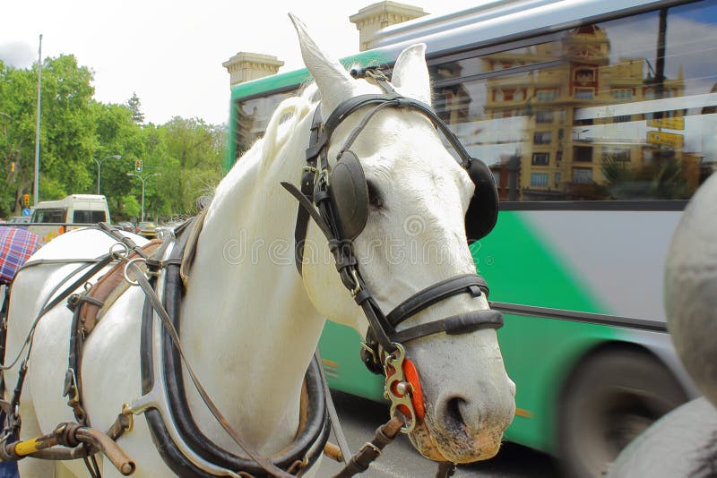 Horse and bus stock photo. Image of horse, front, carriage - 54084448