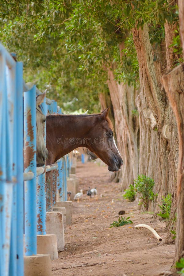 Horse stock photo. Image of gallop, equine, animal, grey - 132408422