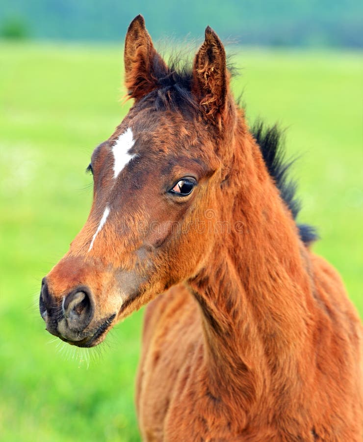 Calf Horse