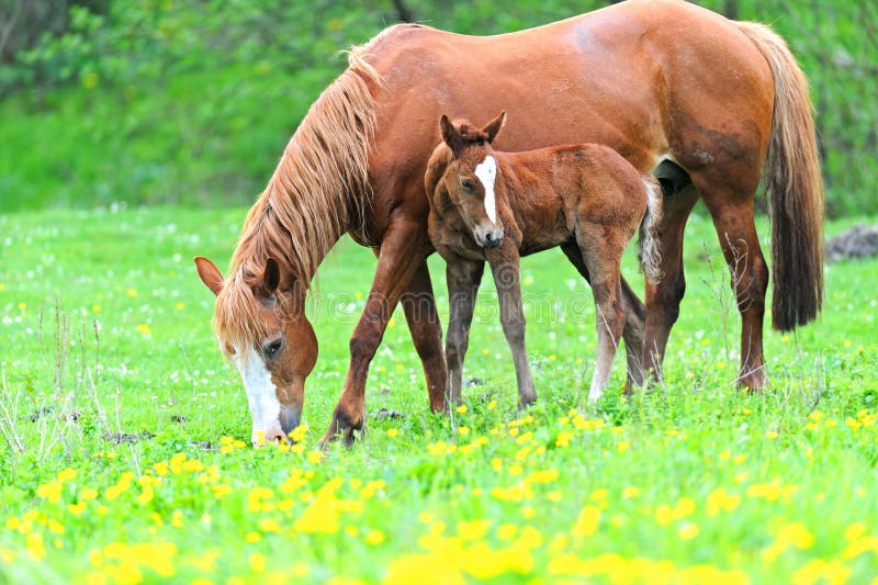 Horse stock image. Image of habitat, agriculture, mammal - 30584121