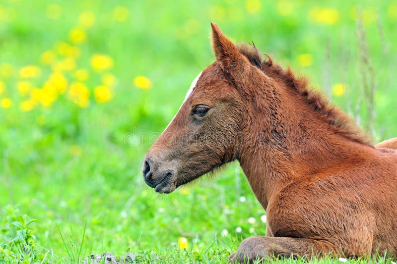 Horse stock image. Image of herbivores, group, animal - 30584131
