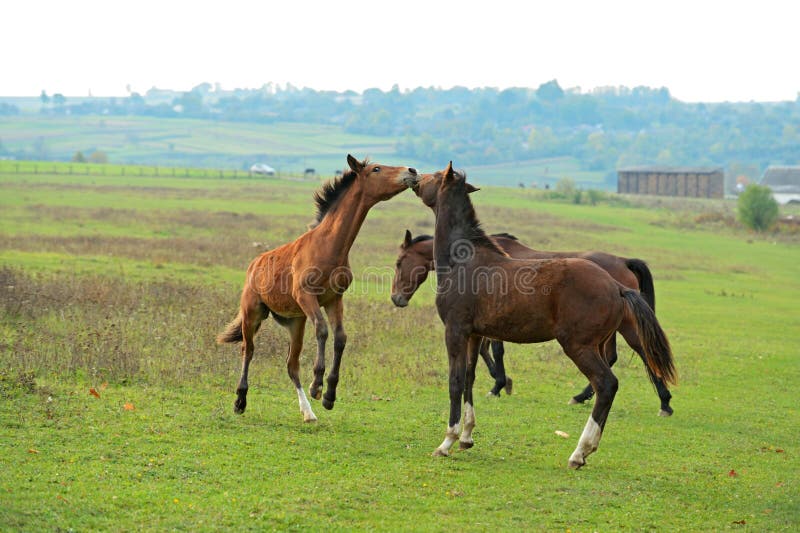 Horse stock photo. Image of autumn, habitat, foal, baby - 30584134